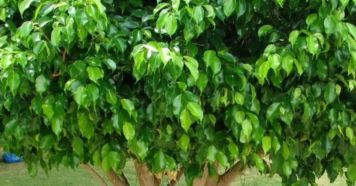 FICUS